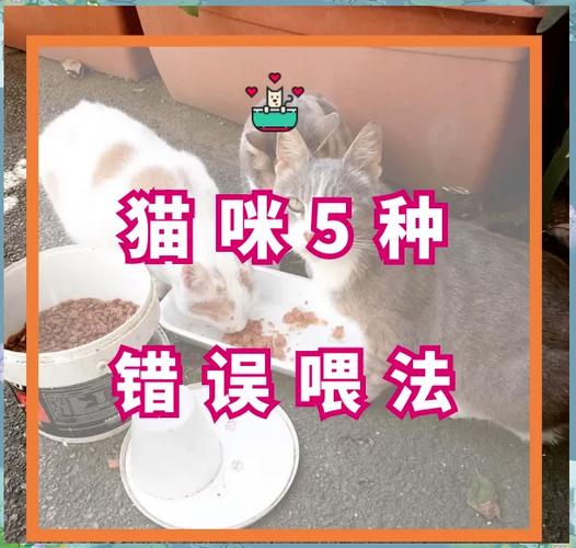 没有旧猫粮过度怎么办