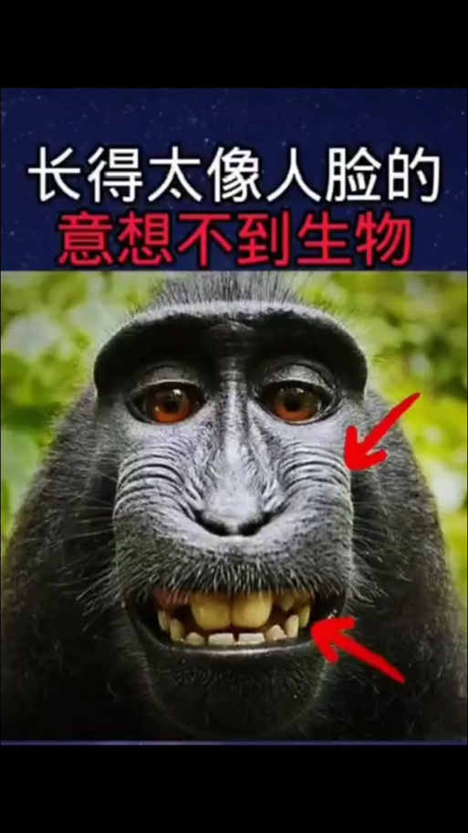 抖音视频人脸变动物截图