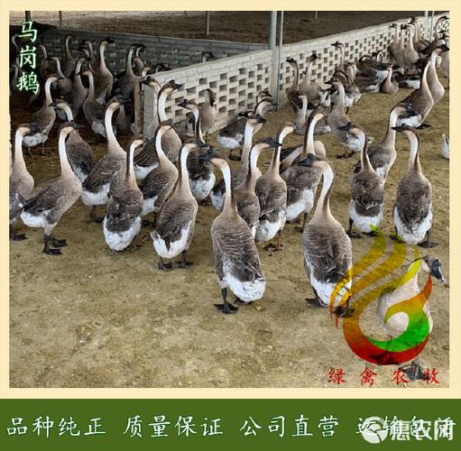 鹅苗多少钱一只鹅苗批发价格养图标