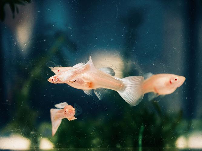 水族的起源