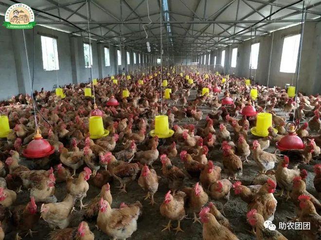 养鸡场联系电话图标