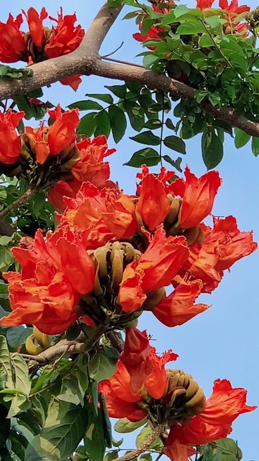 火焰花图标
