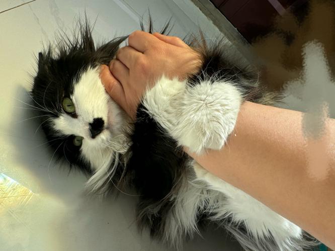 小猫流鼻血怎么回事图标
