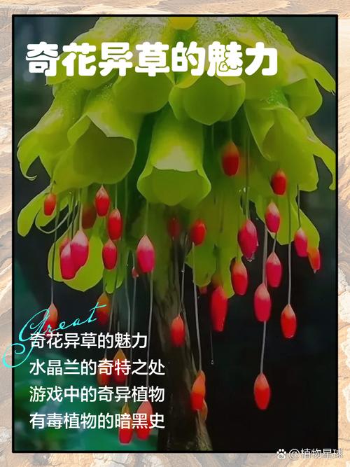 爬爬草的图片图标