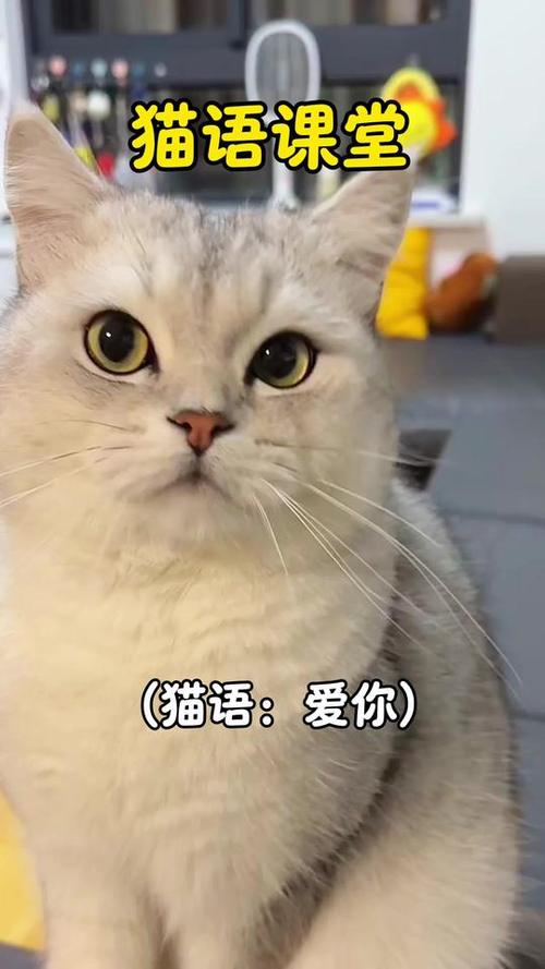 猫的语言翻译图标
