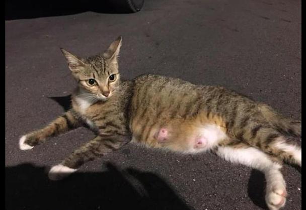 猫咪怀孕了整天睡觉截图