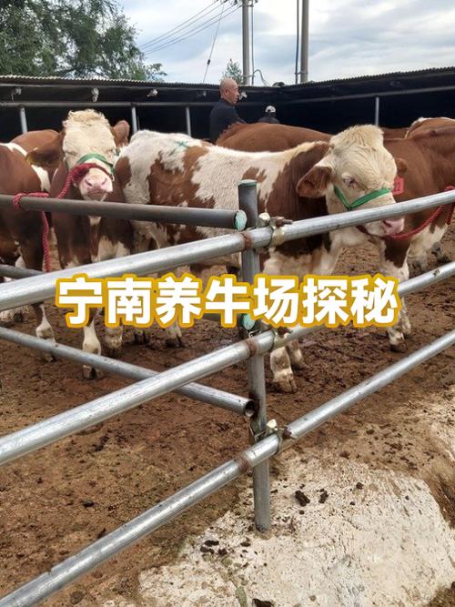 多多牧场养牛需要多长时间收获图标