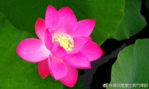 西安终南山紫竹林寺宽印图标