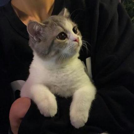 爱猫温柔的男生头像图标