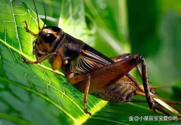 幼蟋蟀进化图标
