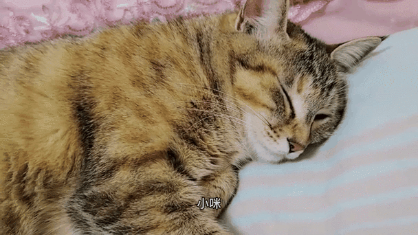 小猫咪睡觉视频