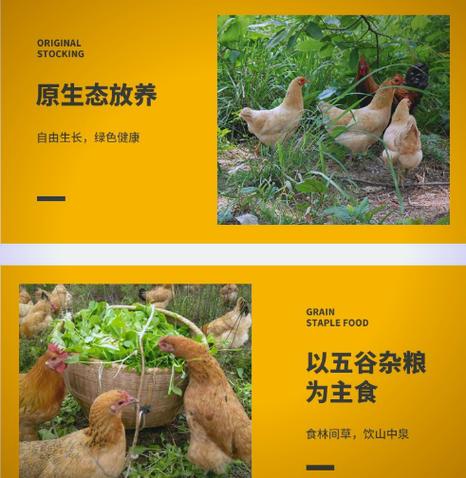 自家散养鸡广告图标