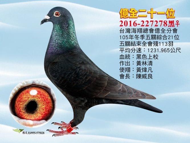 台湾十大鸽系截图