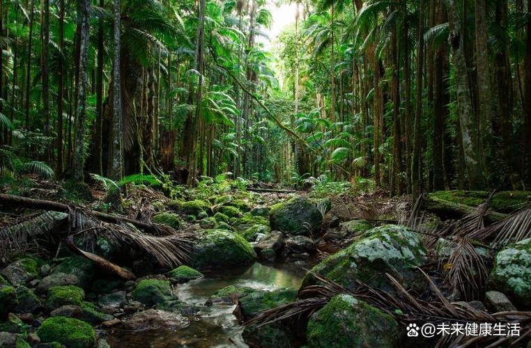 热带雨林官网图标