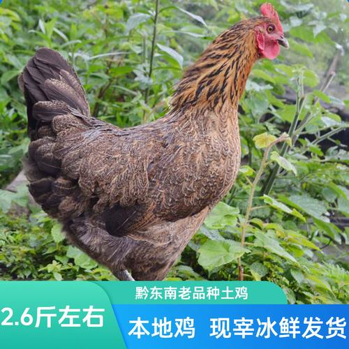 贵州土鸡养殖基地图标