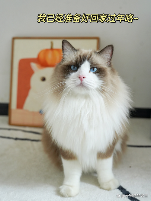为什么过年养猫不好