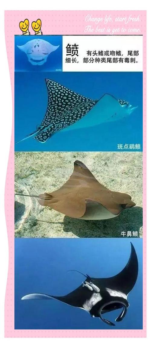 这儿有两条鱼的英语截图