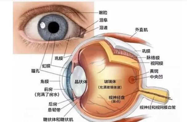 黑白模式对眼睛的影响图标
