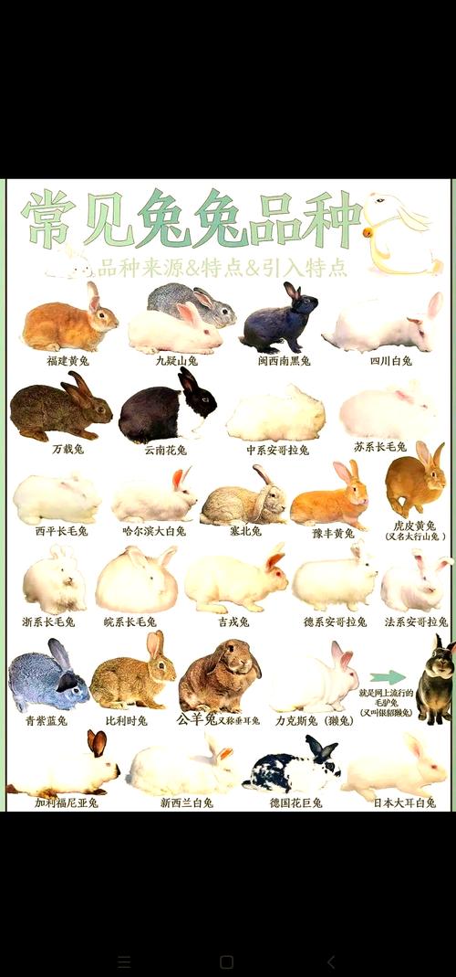 rabbit八组兔区