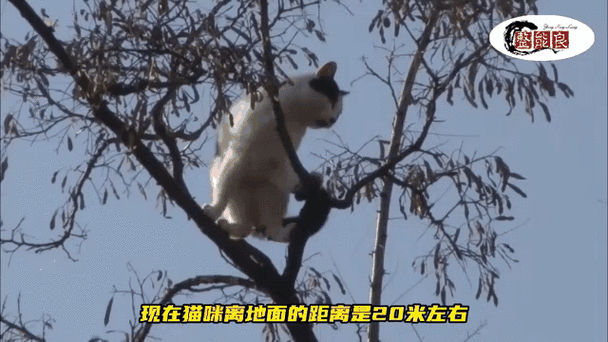 猫咪被困119不管咋办截图