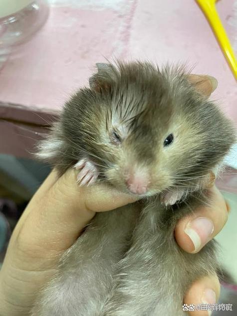 仓鼠活到几岁才死截图