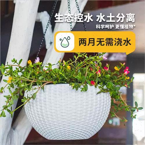 吊兰花用什么肥料截图