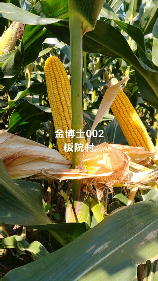 金博士728玉米种子简介截图