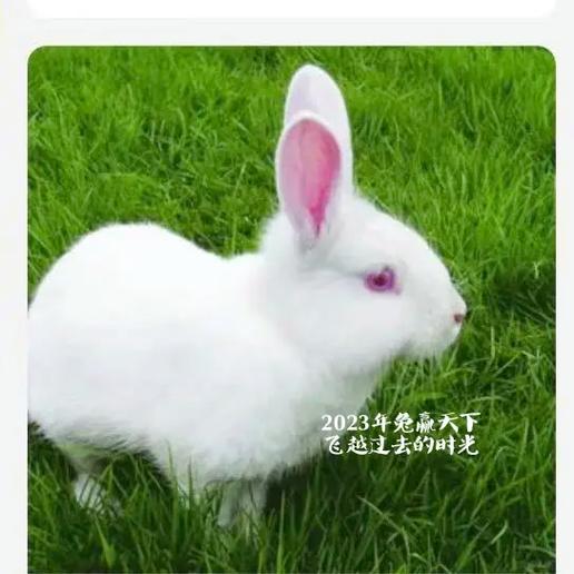 兔子会听懂人话吗图标