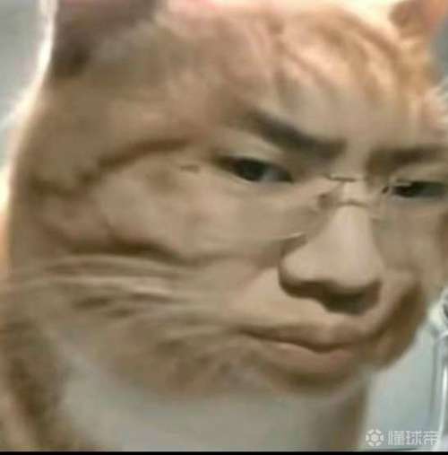 可以识别猫咪的拍照软件图标