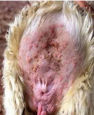 羊痘的羊肉把皮剥掉还能吃吗截图
