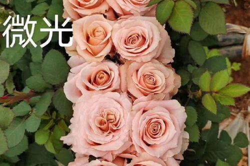 微光32级花了多少钱
