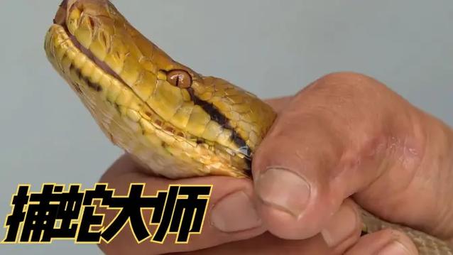 捕蛇大师电影图标