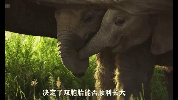 大象一胎能生几个小象截图
