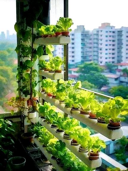 阳台上的菜园截图