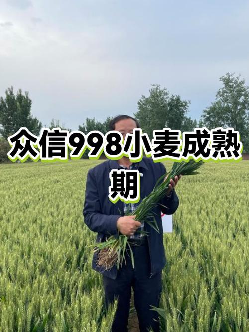 998b币是多少钱图标