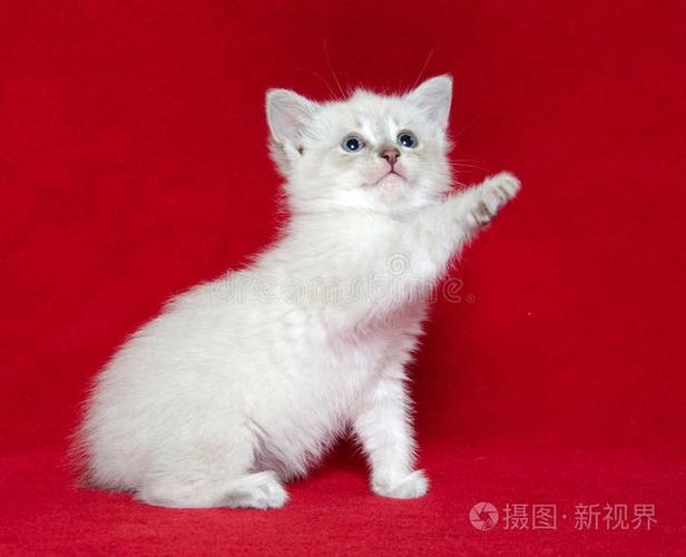 小猫按红色按钮爆炸截图
