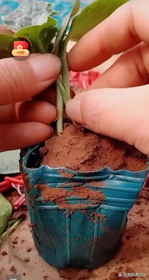 西瓜靠接图标
