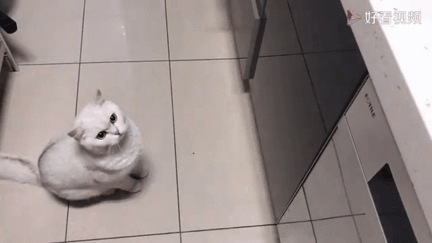 元宝猫咪视频图标