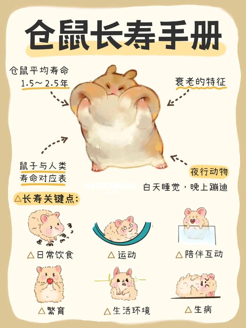 单独一只母仓鼠能生宝宝吗图标