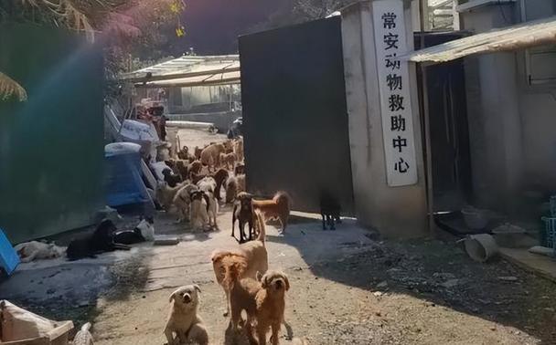 上海流浪狗收留基地图标