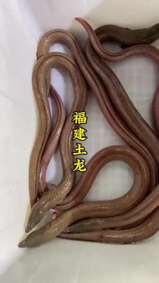 野生土龙有副作用吗