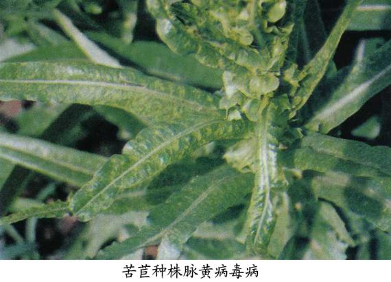 黄病毒是怎么引起的图标