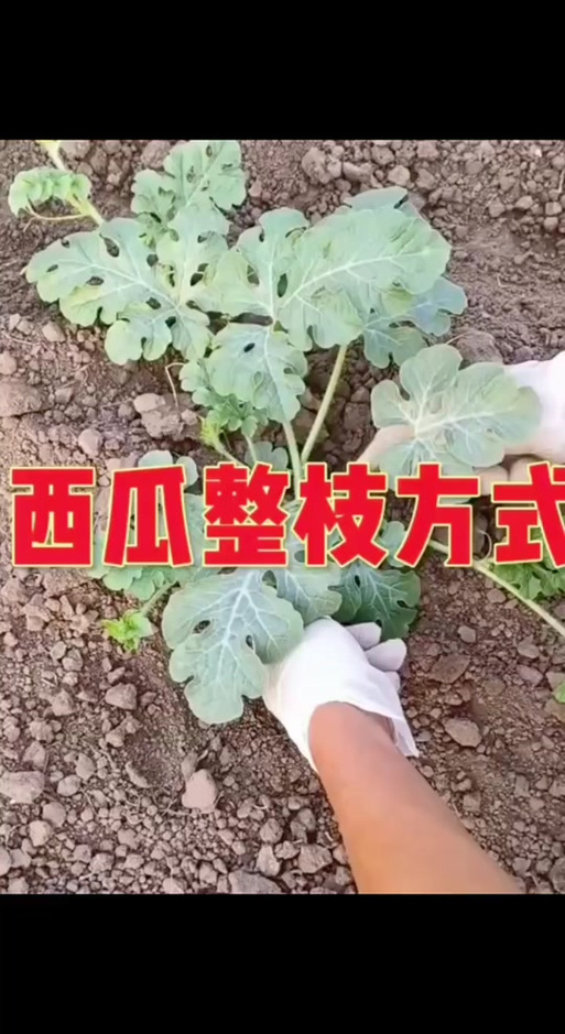 西瓜舞蹈教学视频图标