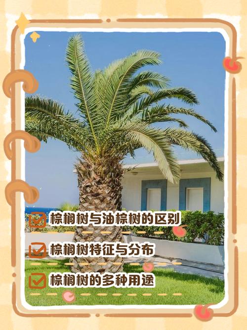 棕榈2001交割时间截图