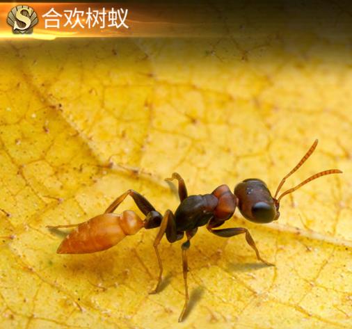 小小蚁国橙色蚂蚁兑换码图标