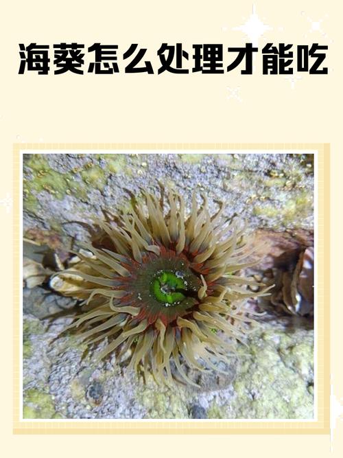 海葵结局解析截图
