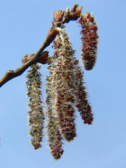 杨花是什么季节开的图标