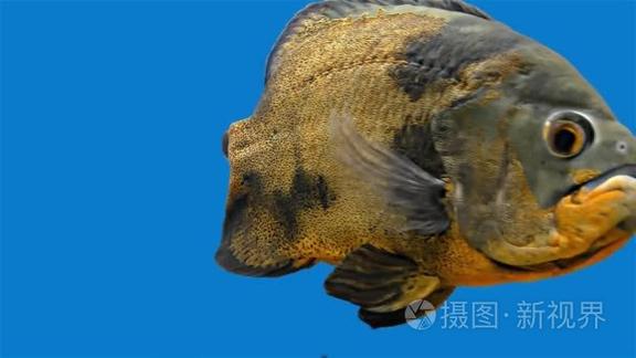 小鱼短视频图标