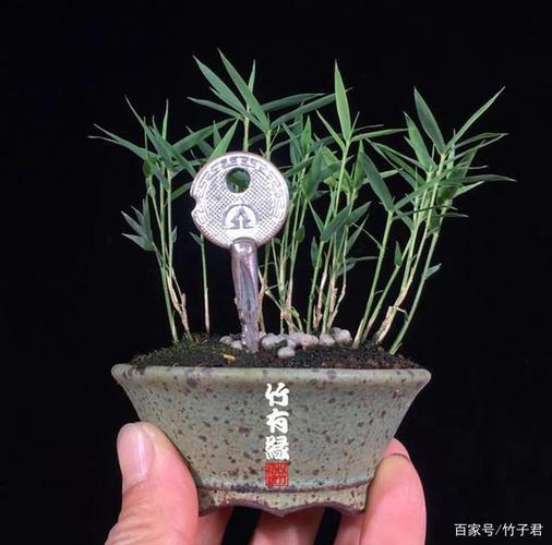 小竹子君百度云资源图标
