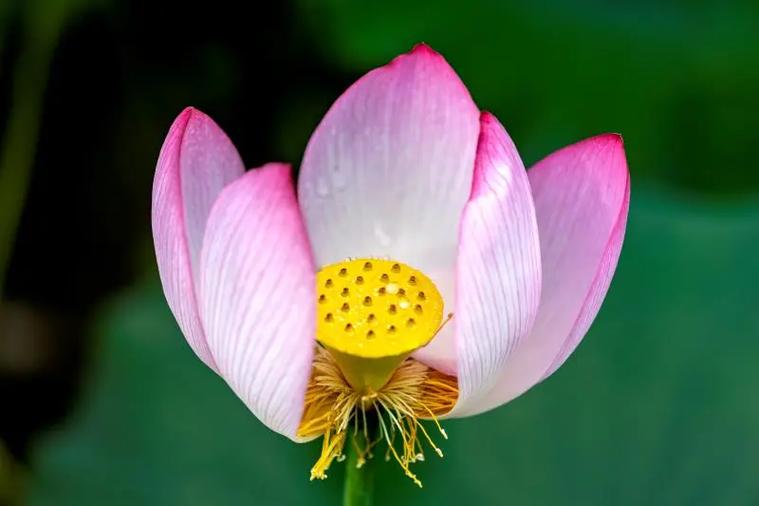 荷花1777.TⅤKNOW荷花1777.TⅤKNOW百度免费图标